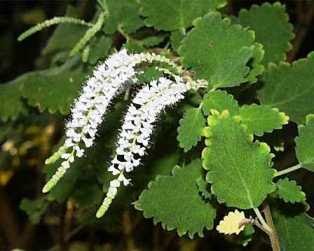 PLANTAS MEDICINALES: Mirra